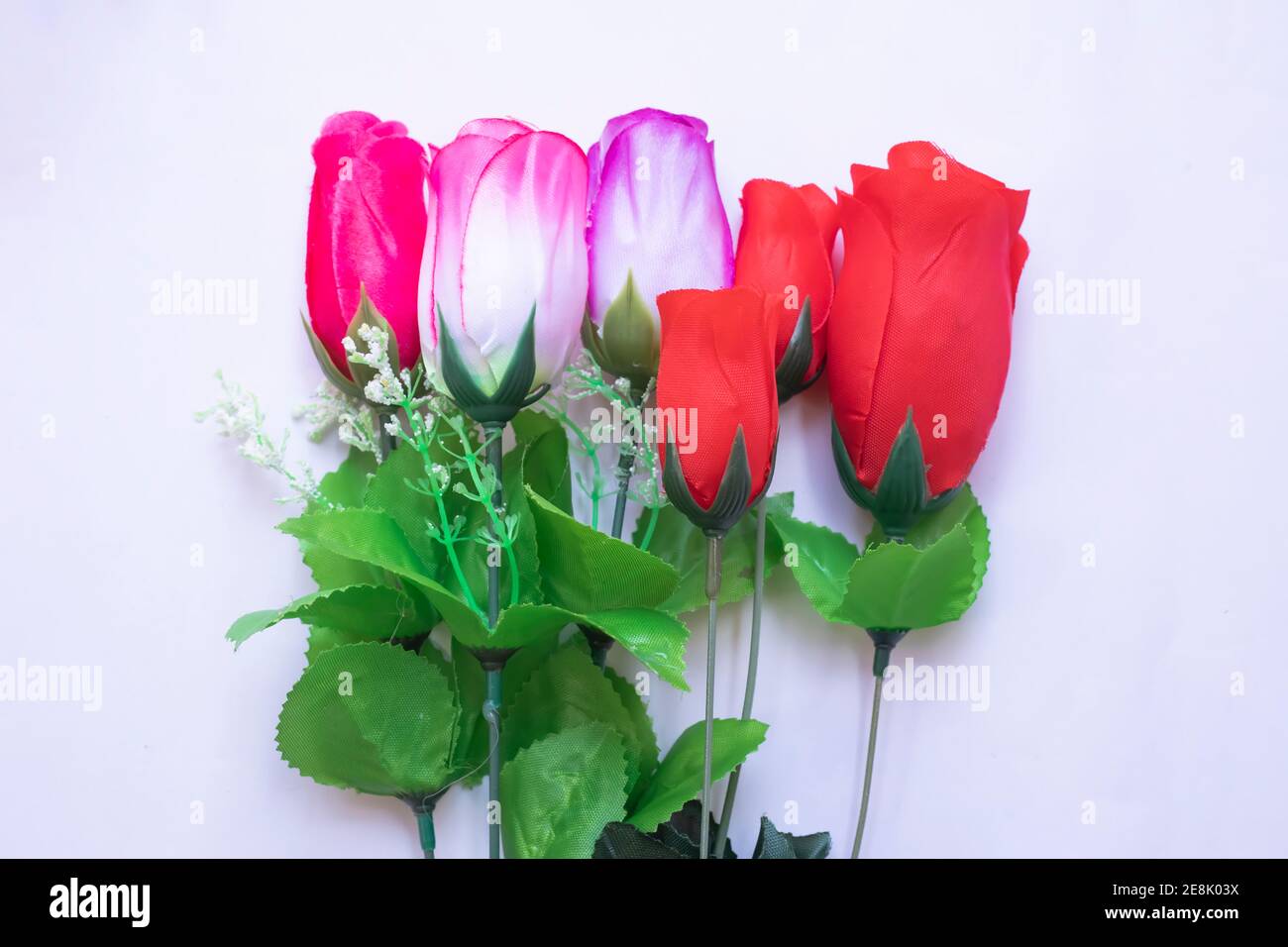 beautiful multi-colored roses on a white backgrounds Stock Photo - Alamy