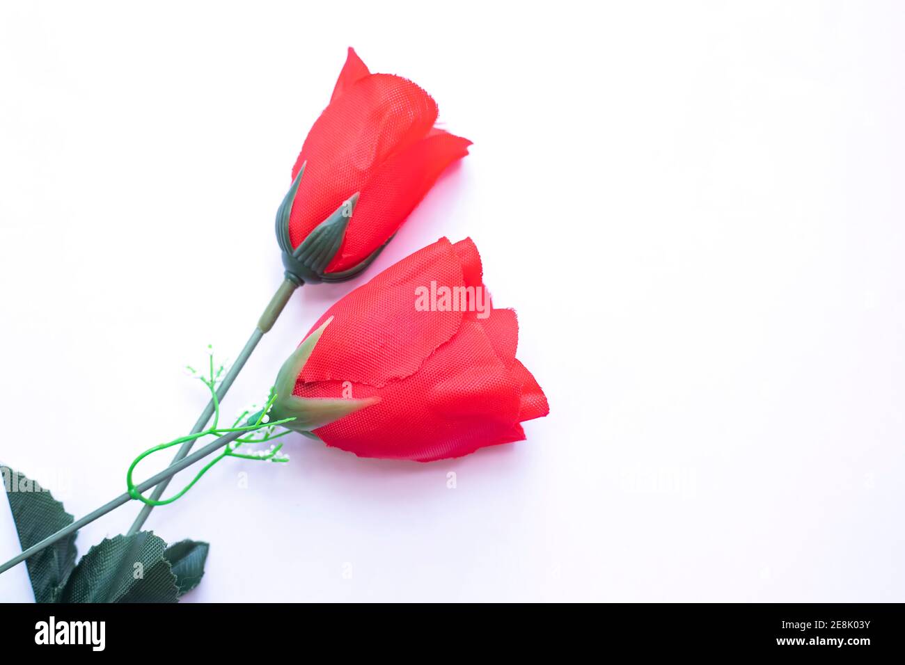 Two red roses isolated on white backgrounds Stock Photo - Alamy