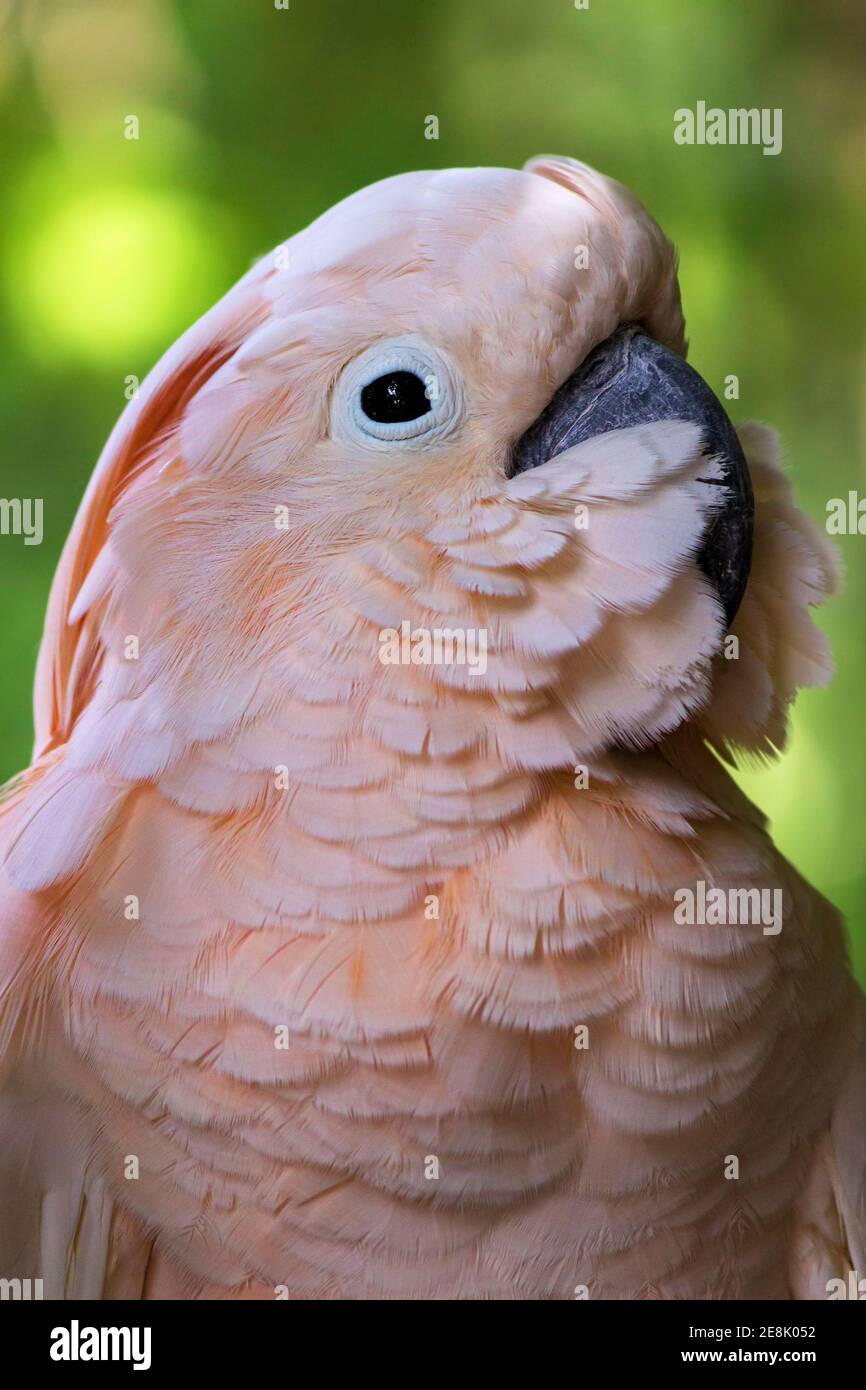 A portrait of a beautiful pink cockatoo Stock Photo - Alamy