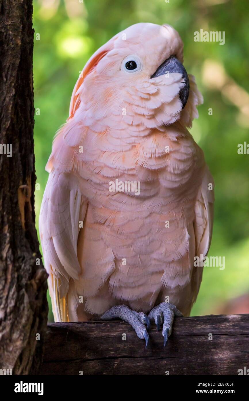 A portrait of a beautiful pink cockatoo Stock Photo - Alamy