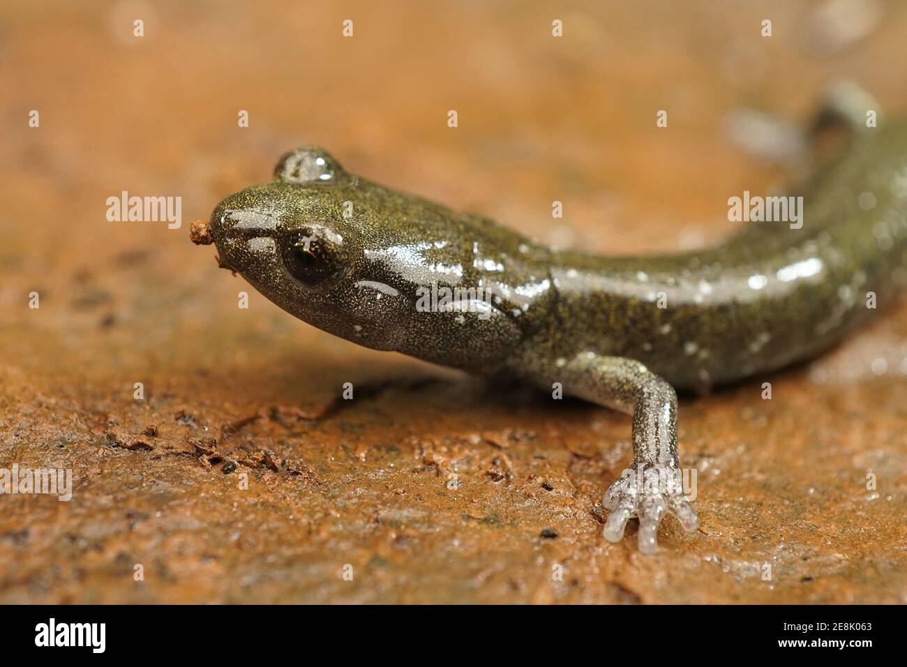 Green salamander hi-res stock photography and images - Alamy