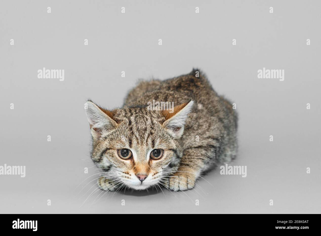 Adorable little gray kitten hi-res stock photography and images - Alamy