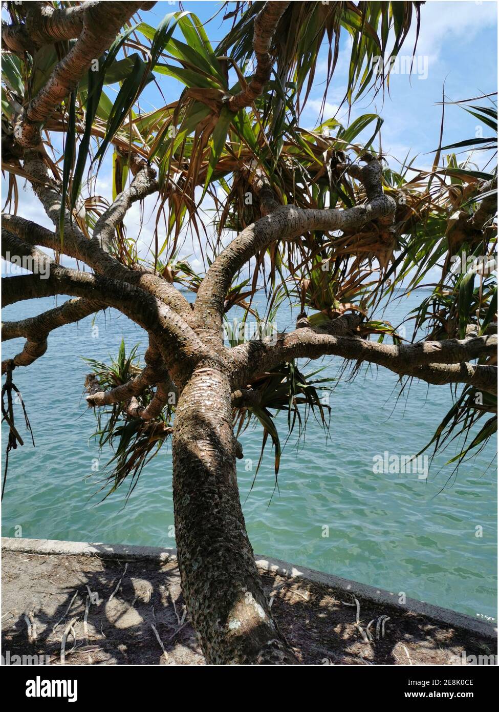 A vertical shot of a pandanus tree on the beach Stock Photo - Alamy