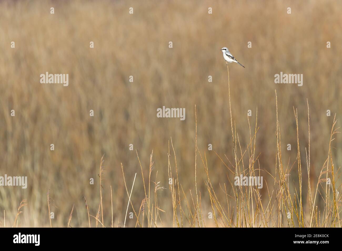 A selective focus shot of a reed bunting bird on a field, during ...