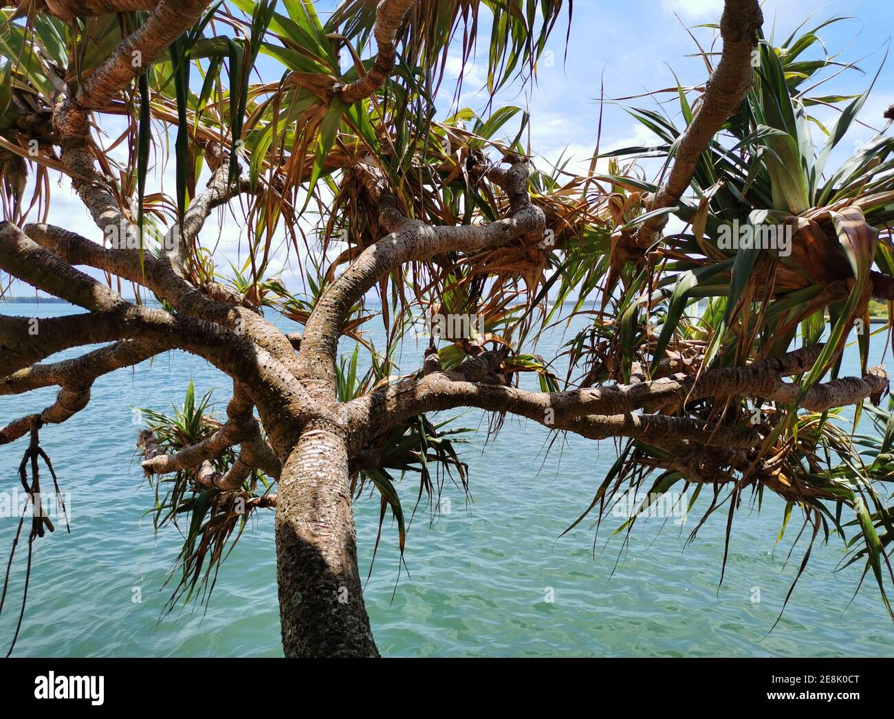 A closeup of a pandanus tree on the beach Stock Photo - Alamy
