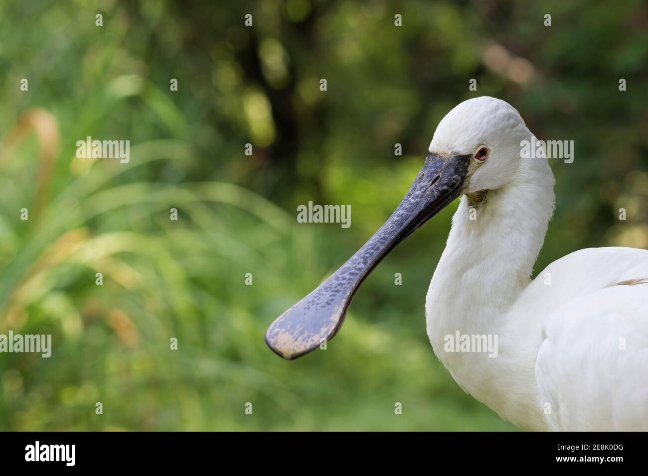 Eurasian spoonbill in the lake Stock Photo - Alamy