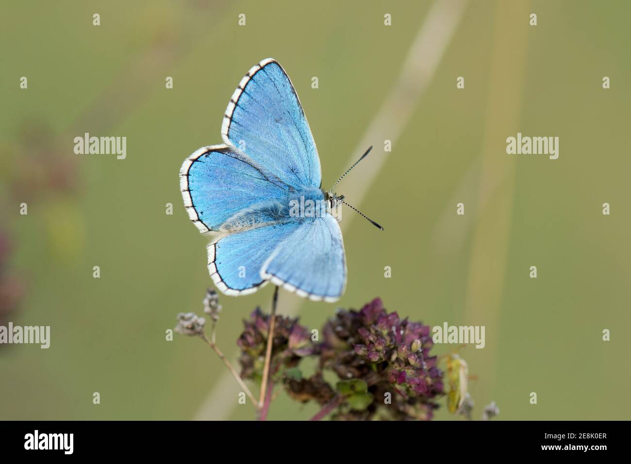 Male adonis blue butterfly hi-res stock photography and images - Alamy
