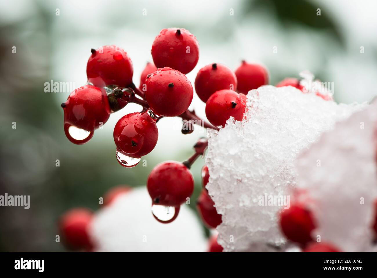 Melting Snow on the berries of Nandina domestica commonly known as ...