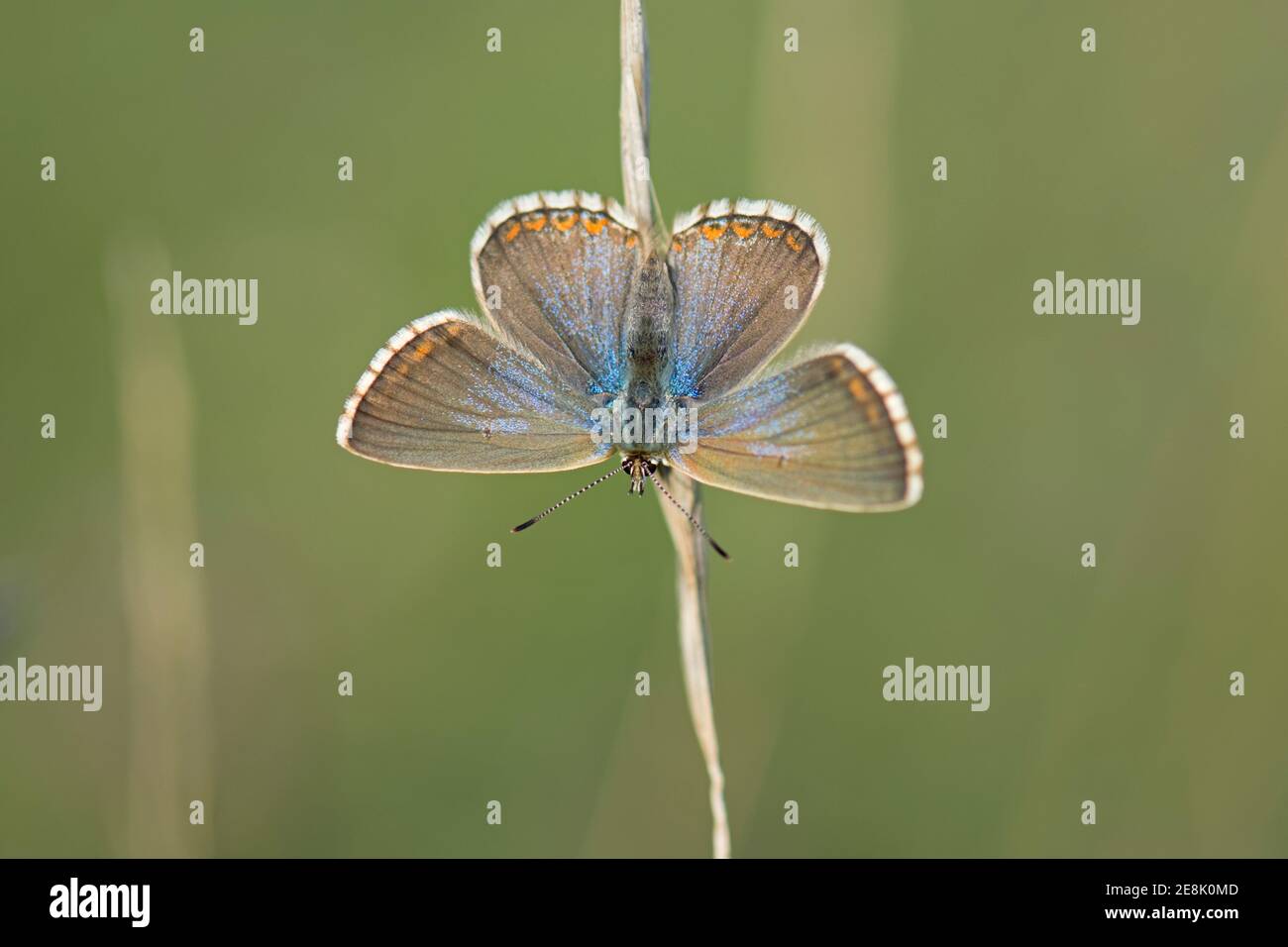 Adonis blue butterfly hi-res stock photography and images - Alamy