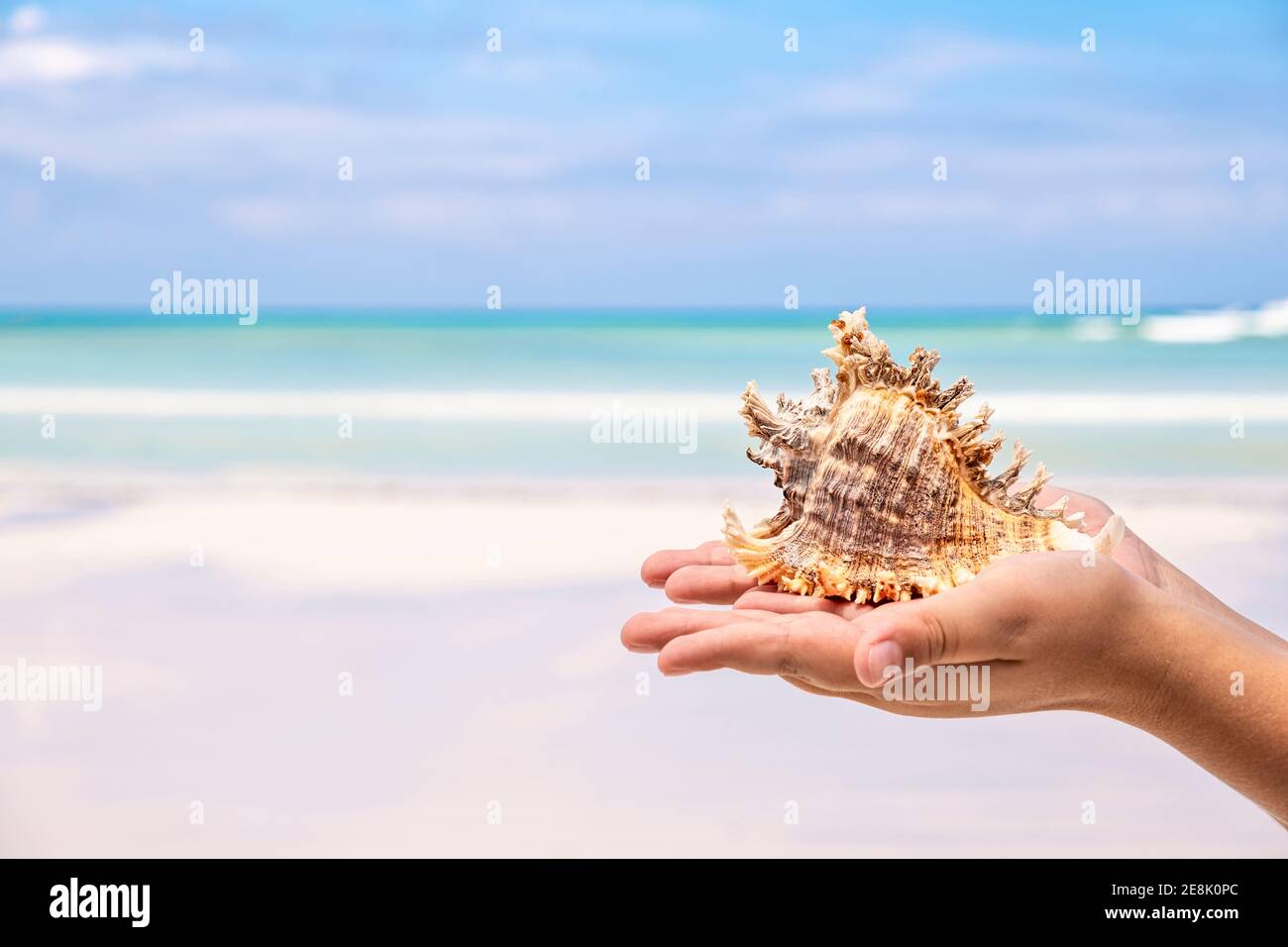 Hand Holding Conch Shell High Resolution Stock Photography and Images ...