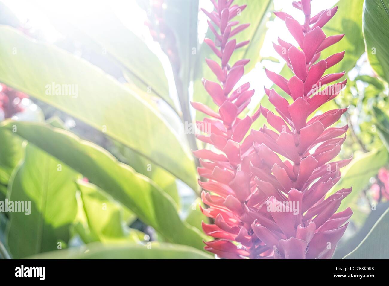 Red ginger flower (Alpinia purpurata) or Ostrich plume, red tropical ...