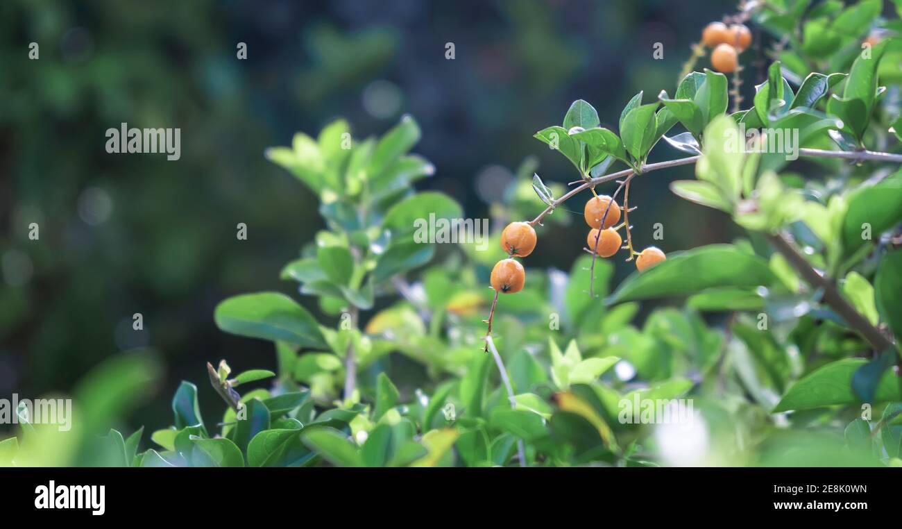 Duranta Erecta bush background, a tropical plant with yellow berries ...