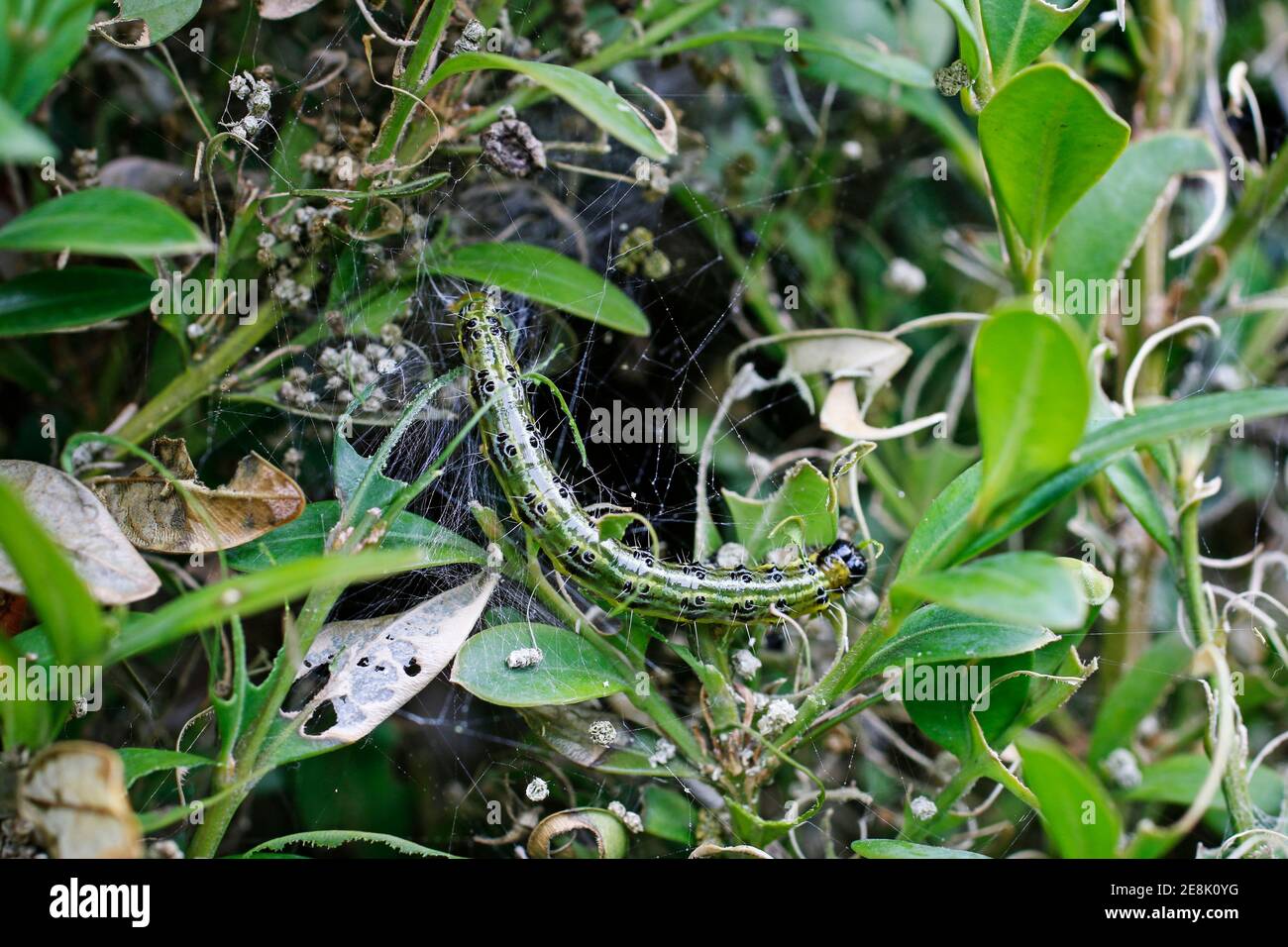 Box tree moth larvae hi-res stock photography and images - Alamy