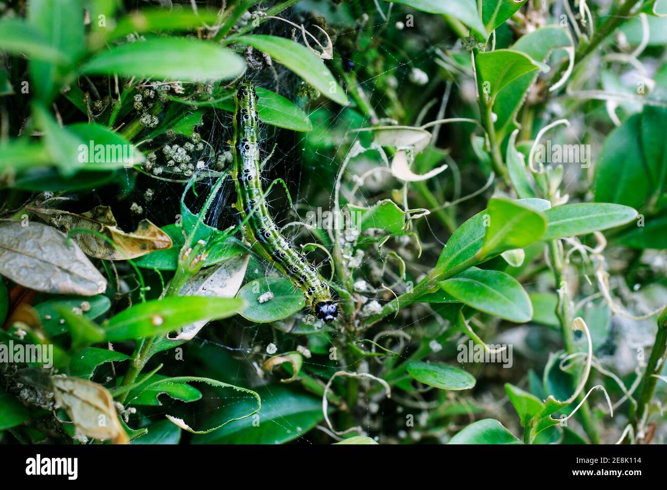 Box tree moth larvae hi-res stock photography and images - Alamy