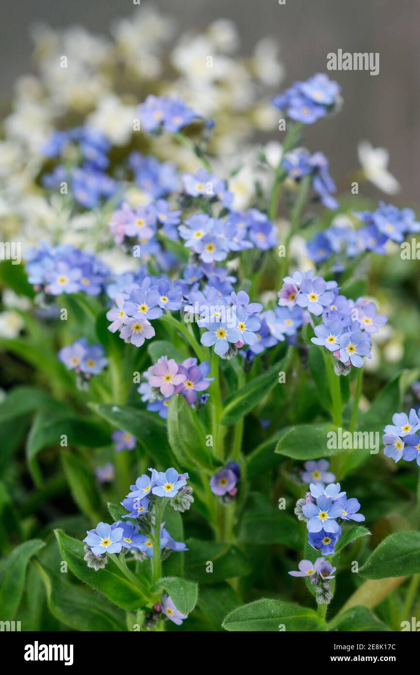 Field of forget me not flowers. Garden hobby Stock Photo - Alamy