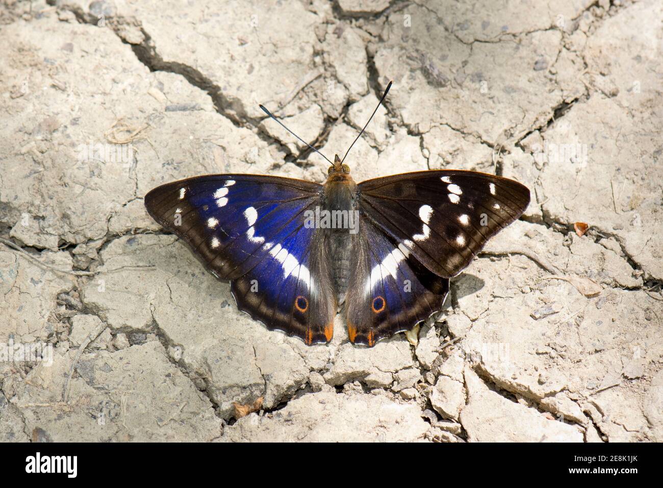 Purple emperor butterfly hi-res stock photography and images - Alamy