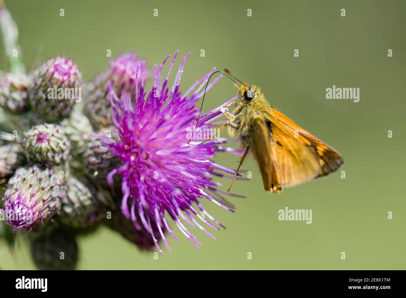 Green skipper butterfly hi-res stock photography and images - Alamy