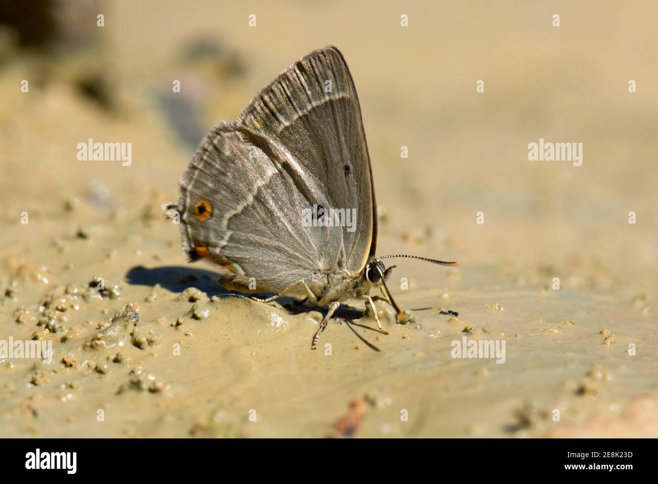 Purple Hairstreak Butterfly, Neozephyrus quercus, taking minerals from ...