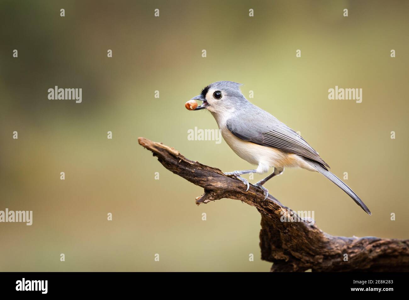 bird eating peanut Tufted Titmouse feeding eating peanut simple ...