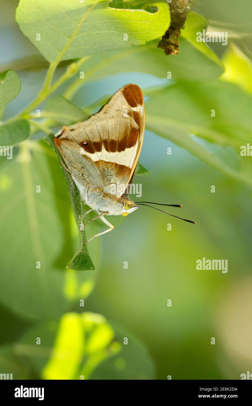 Great purple emperor butterfly hi-res stock photography and images - Alamy
