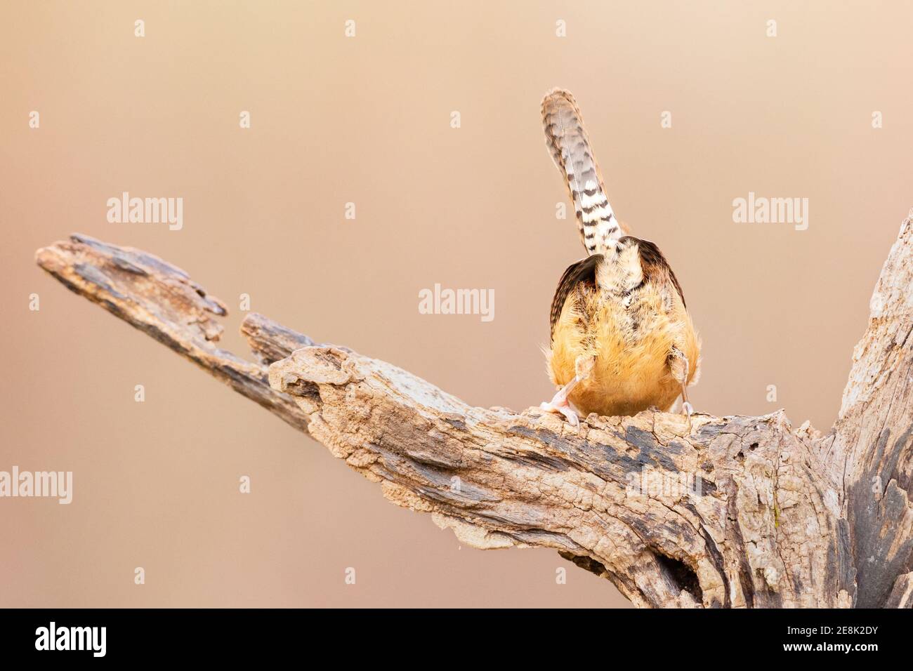 Carolina Wren rear view, Thryothorus ludovicianus Stock Photo - Alamy