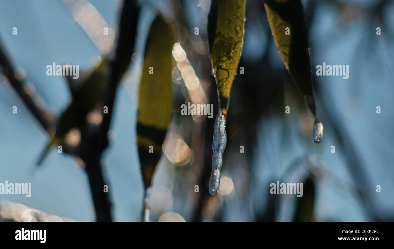 Brunswick, Germany. 31st Jan, 2021. The strong morning sun makes ...