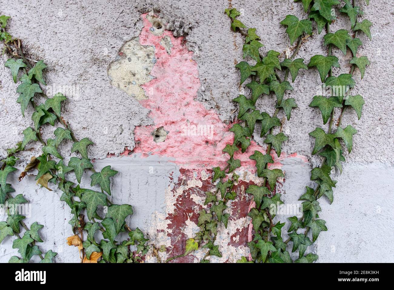 Ivy Damage Wall High Resolution Stock Photography and Images - Alamy