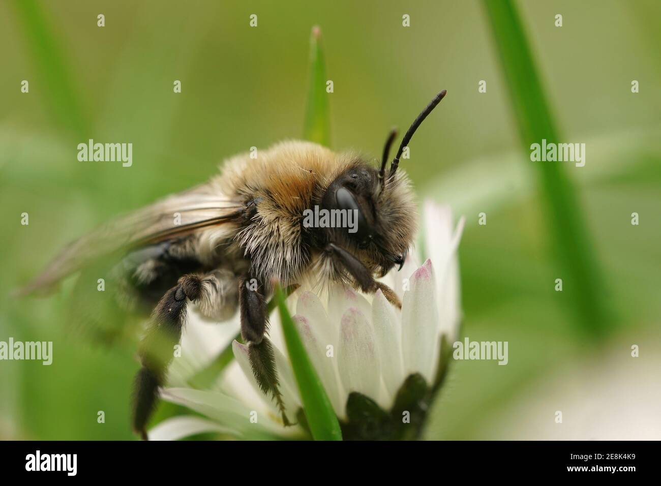 Close up of female grey mining bee, Andrena vaga on a closed flower ...