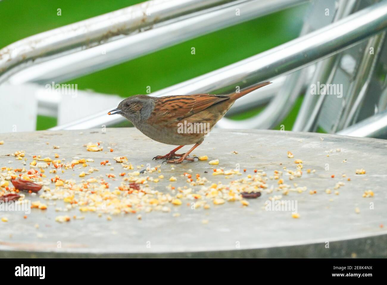 London, UK. 31st Jan, 2021. A dunnock (or hedge sparrow) in a London ...