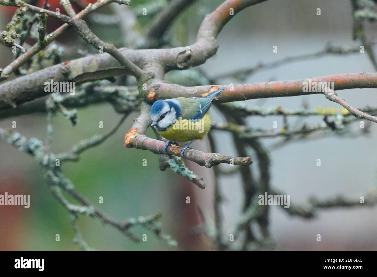 London, UK. 31st Jan, 2021. A blue tit in a London garden recorded as ...