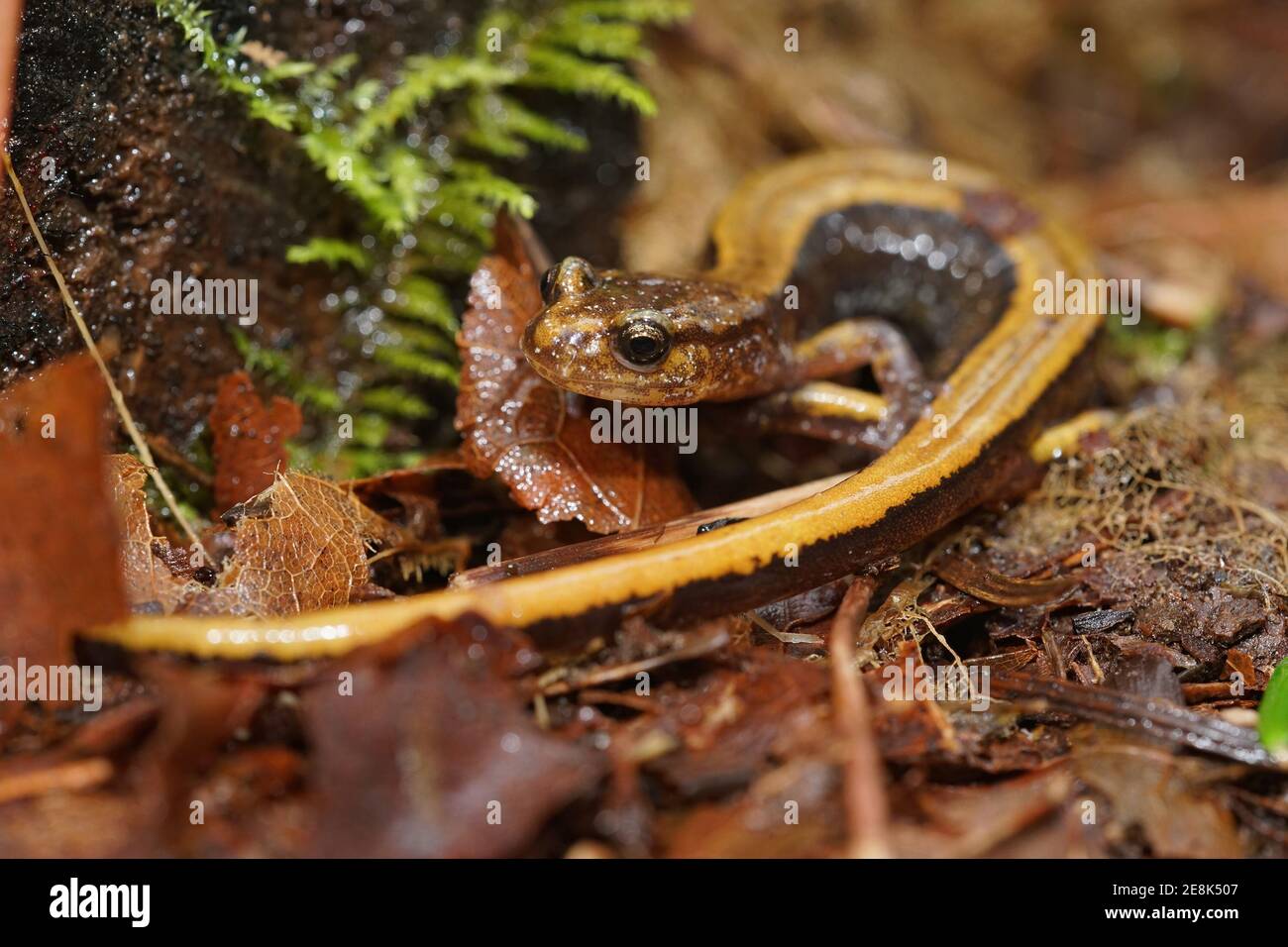 Close up of a yellow Western redback salamander , Plethodon vehiculum ...