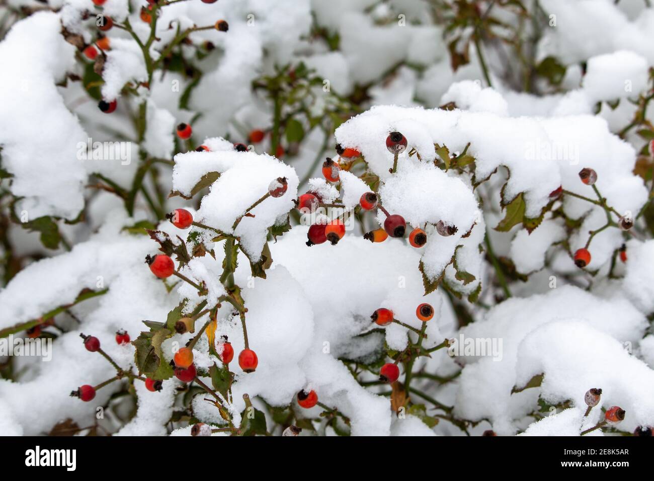 Frozen hawthorn hi-res stock photography and images - Alamy