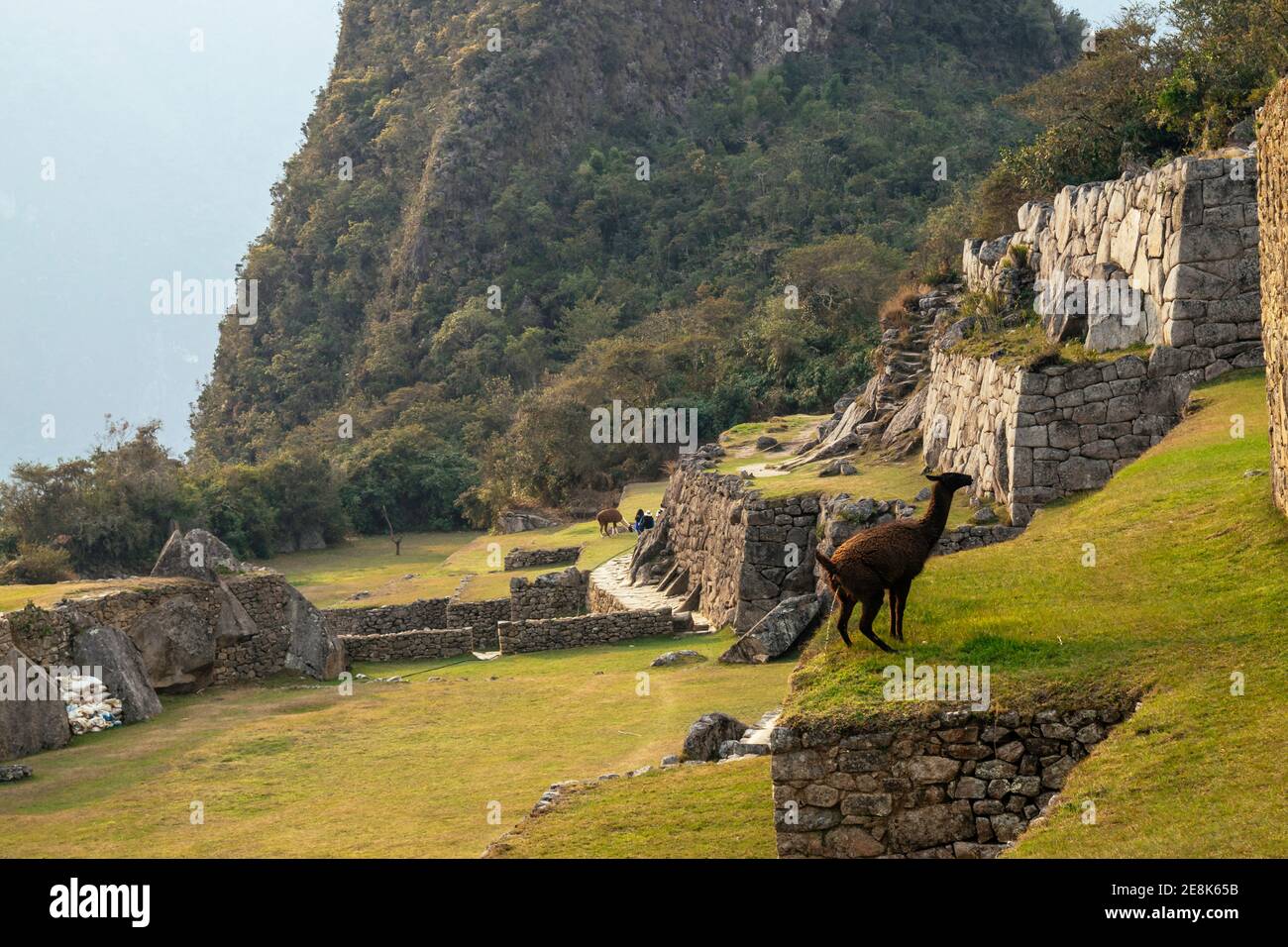 Funny llama urinating in the ruins of the lost city of Machu-Picchu ...