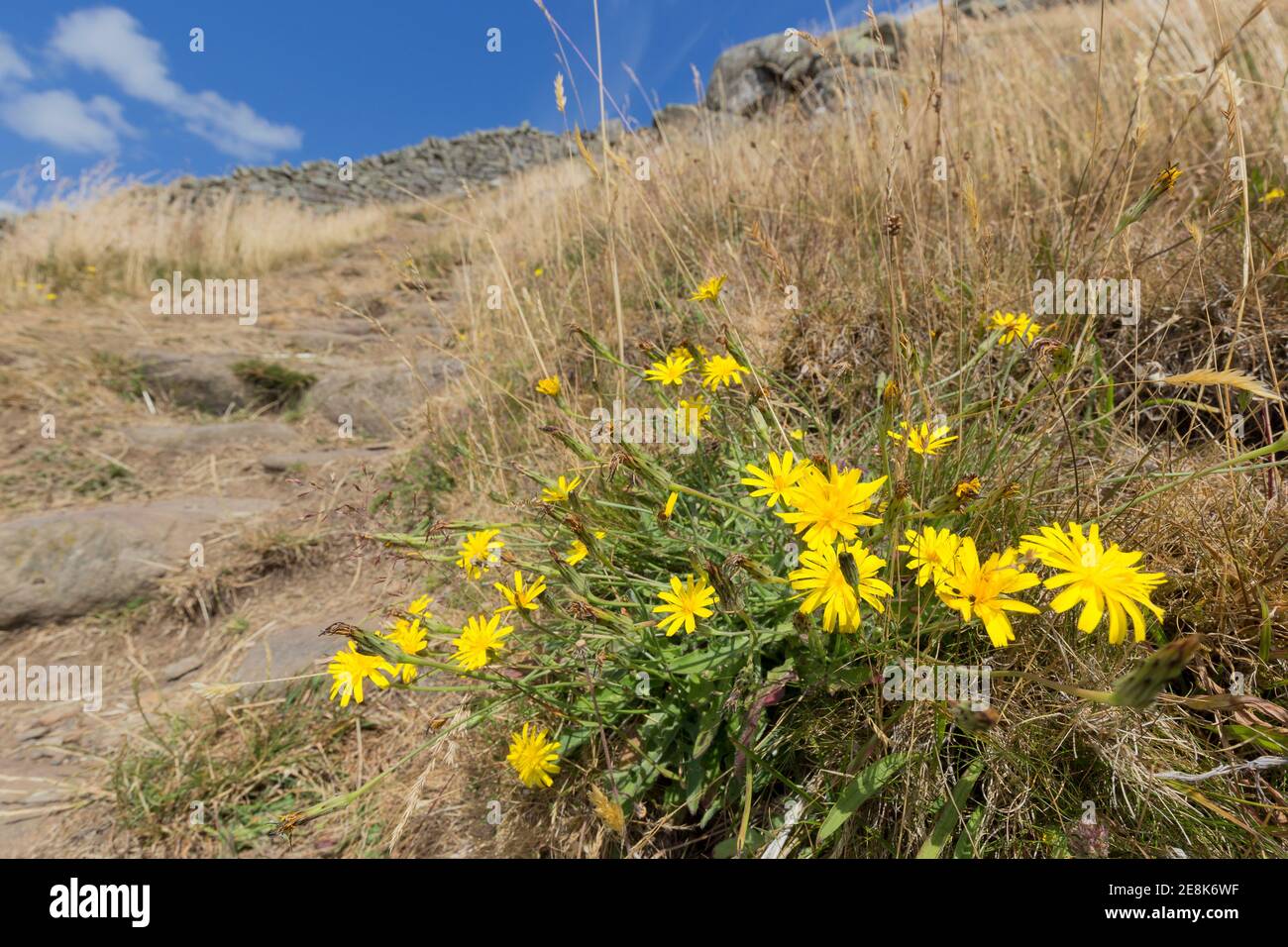 Wild flowers at Caw Gap, Hadrian's Wall, Northumberland, UK Stock Photo ...