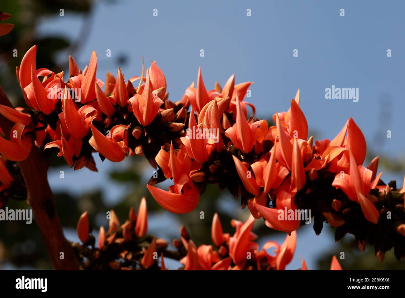 Polash phul hi-res stock photography and images - Alamy