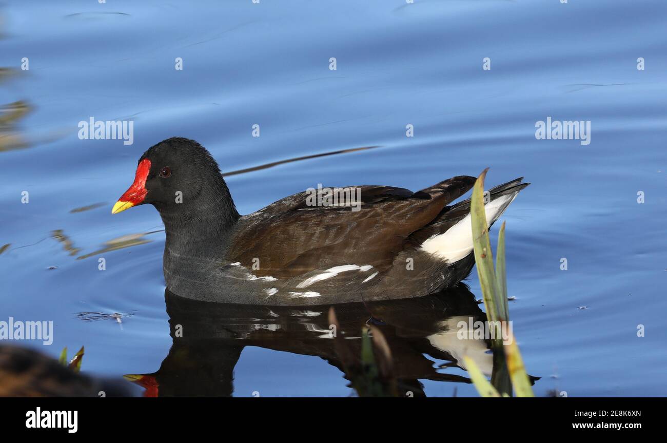 An Image Of A Moorhen Swimming On A Pond Stock Photo - Alamy