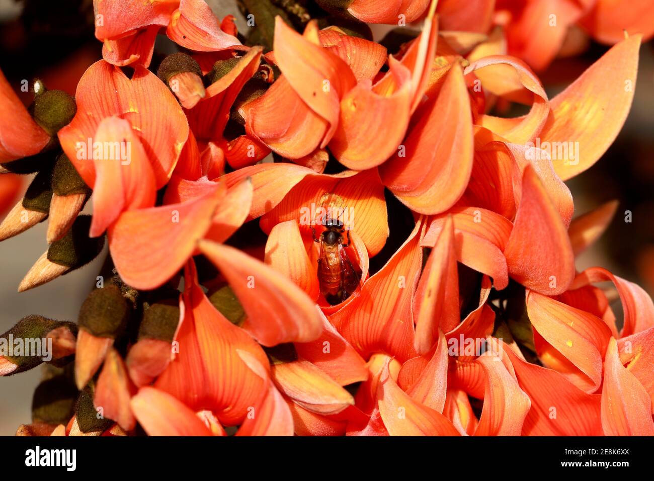 Phul hi-res stock photography and images - Alamy