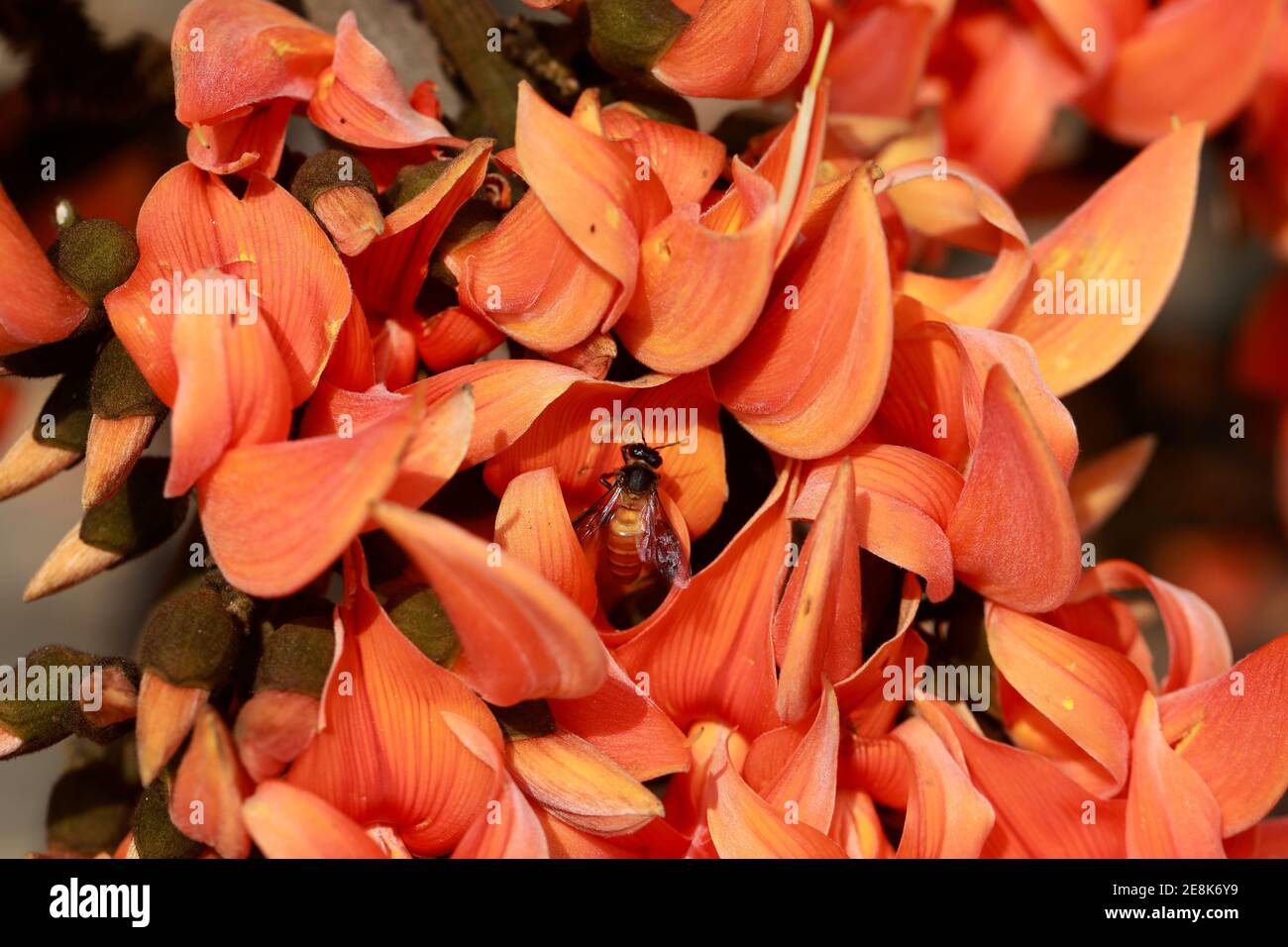 Polash Phul High Resolution Stock Photography and Images - Alamy