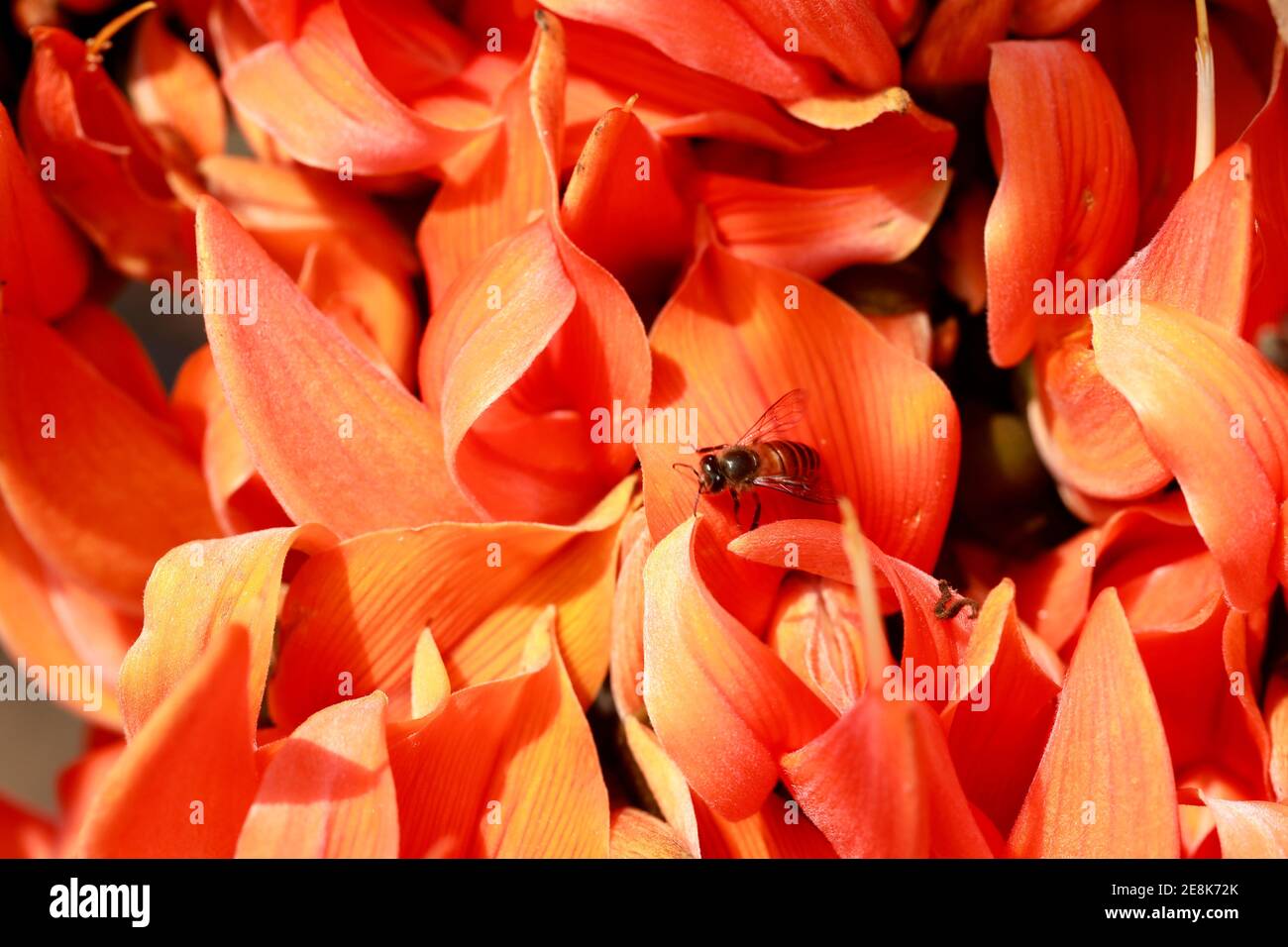 Polash Phul High Resolution Stock Photography and Images - Alamy