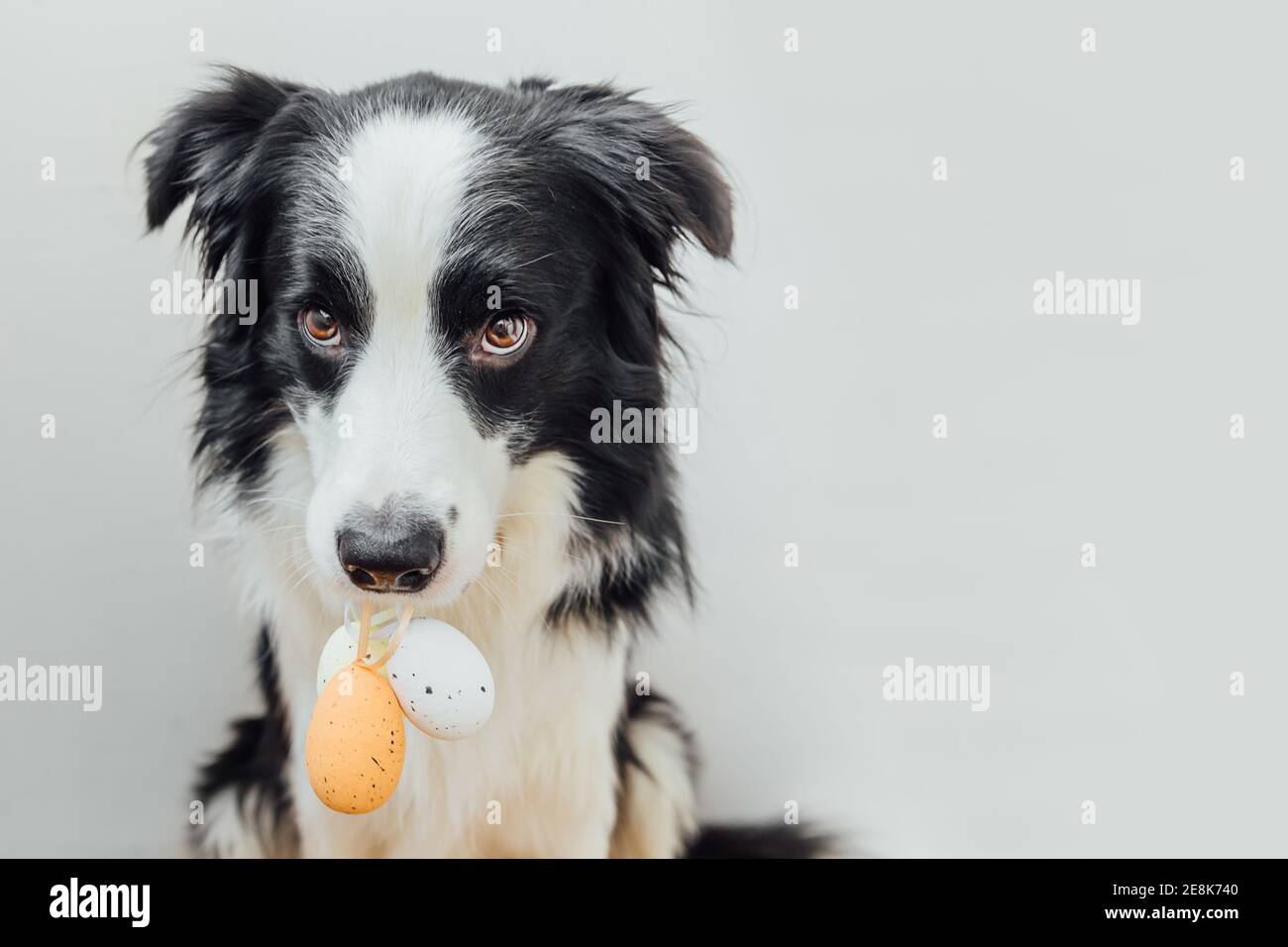 Happy Easter concept. Preparation for holiday. Cute puppy dog border ...