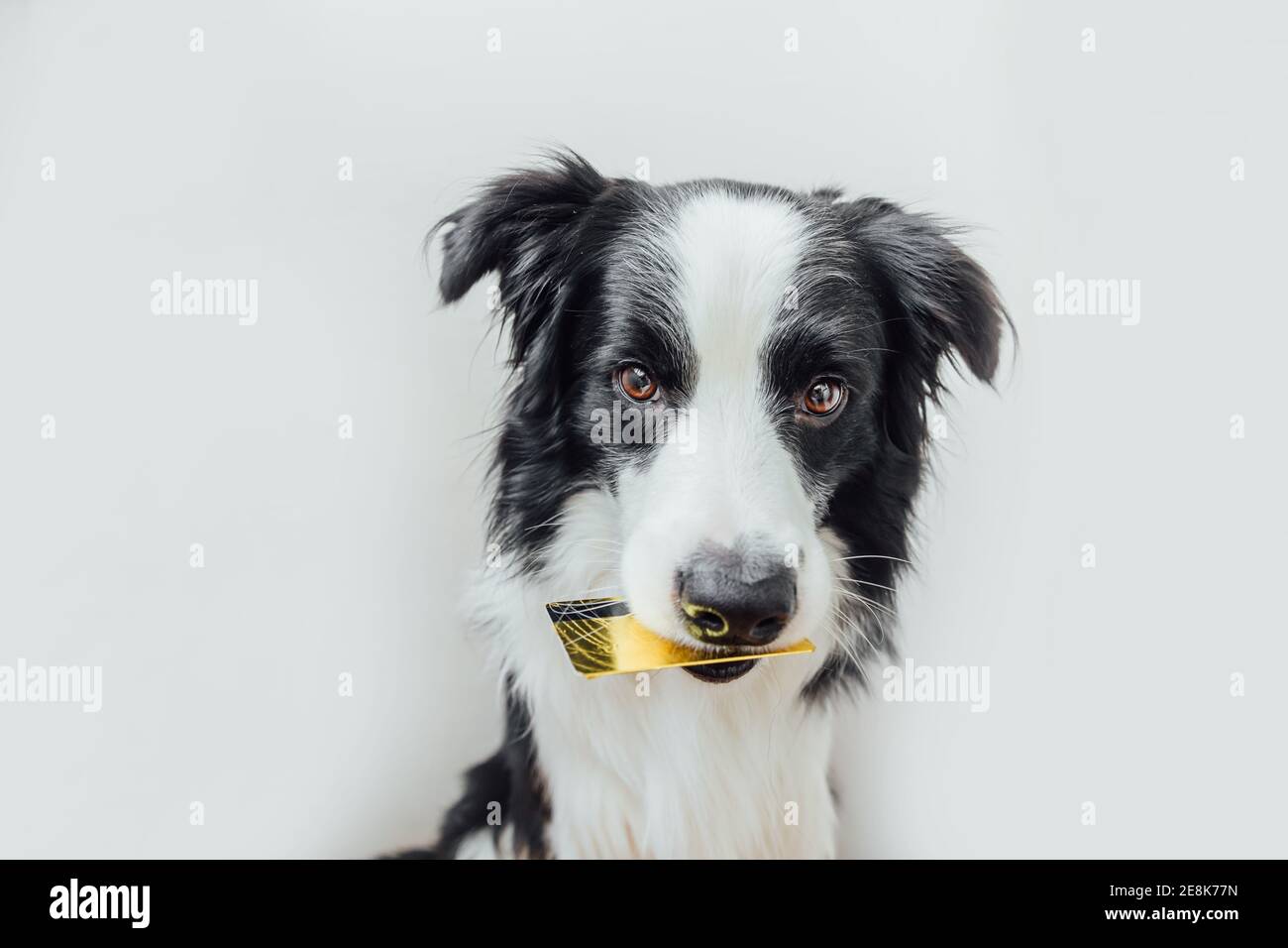 Cute puppy dog border collie holding gold bank credit card in mouth ...