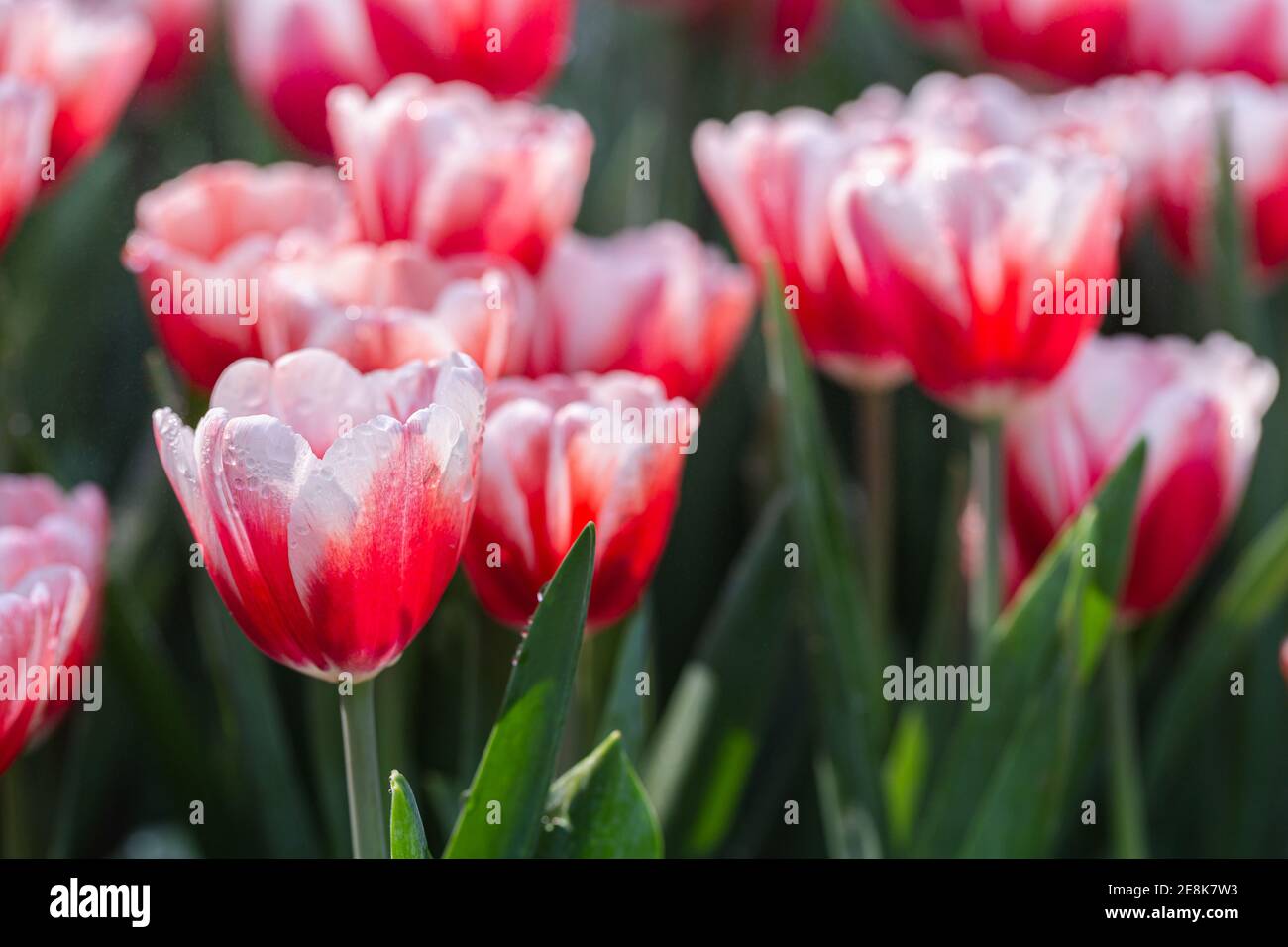 Red tulips on windy spring hi-res stock photography and images - Alamy