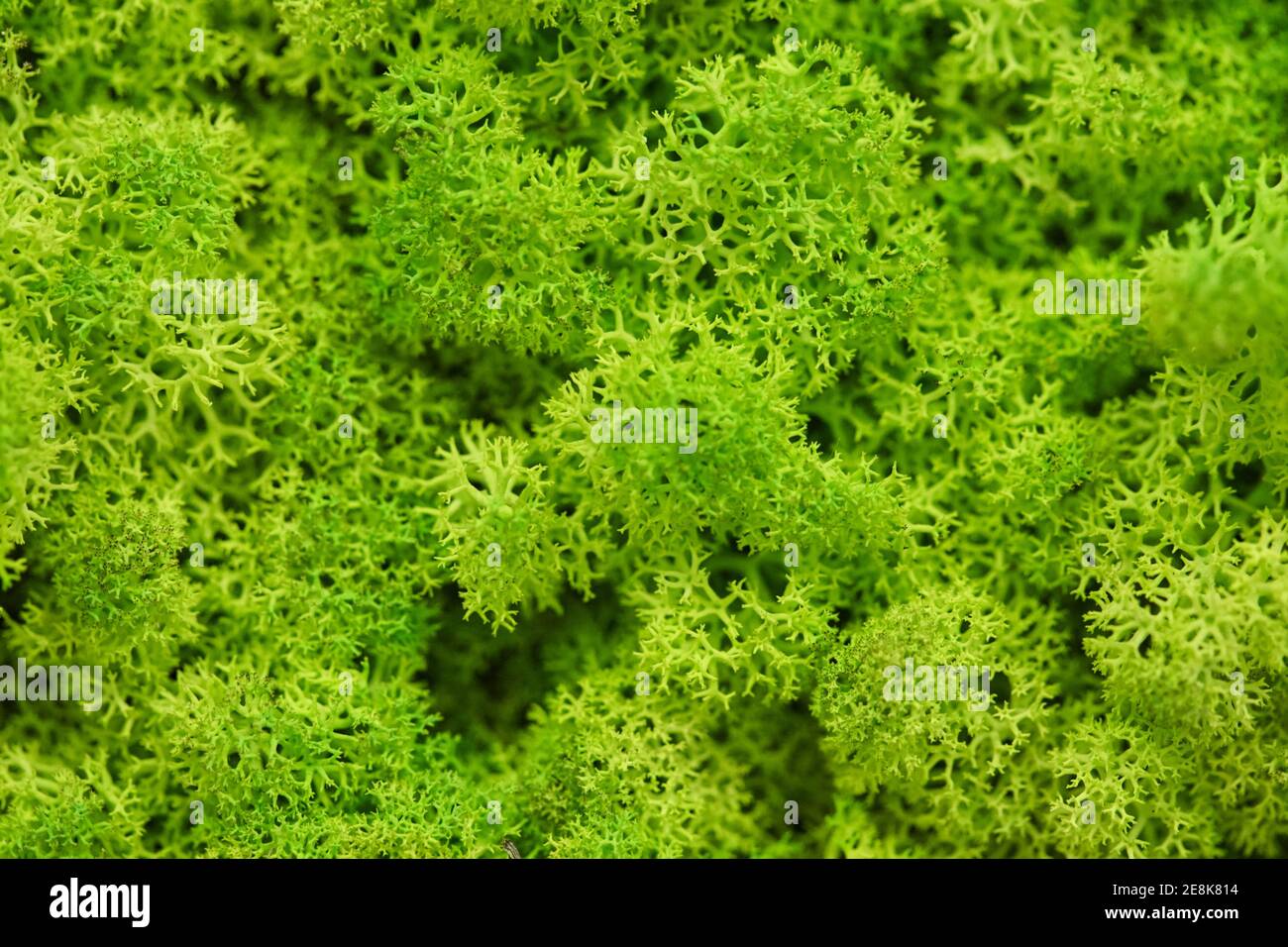 green moss pattern texture. nature surface for backdrop Stock Photo - Alamy