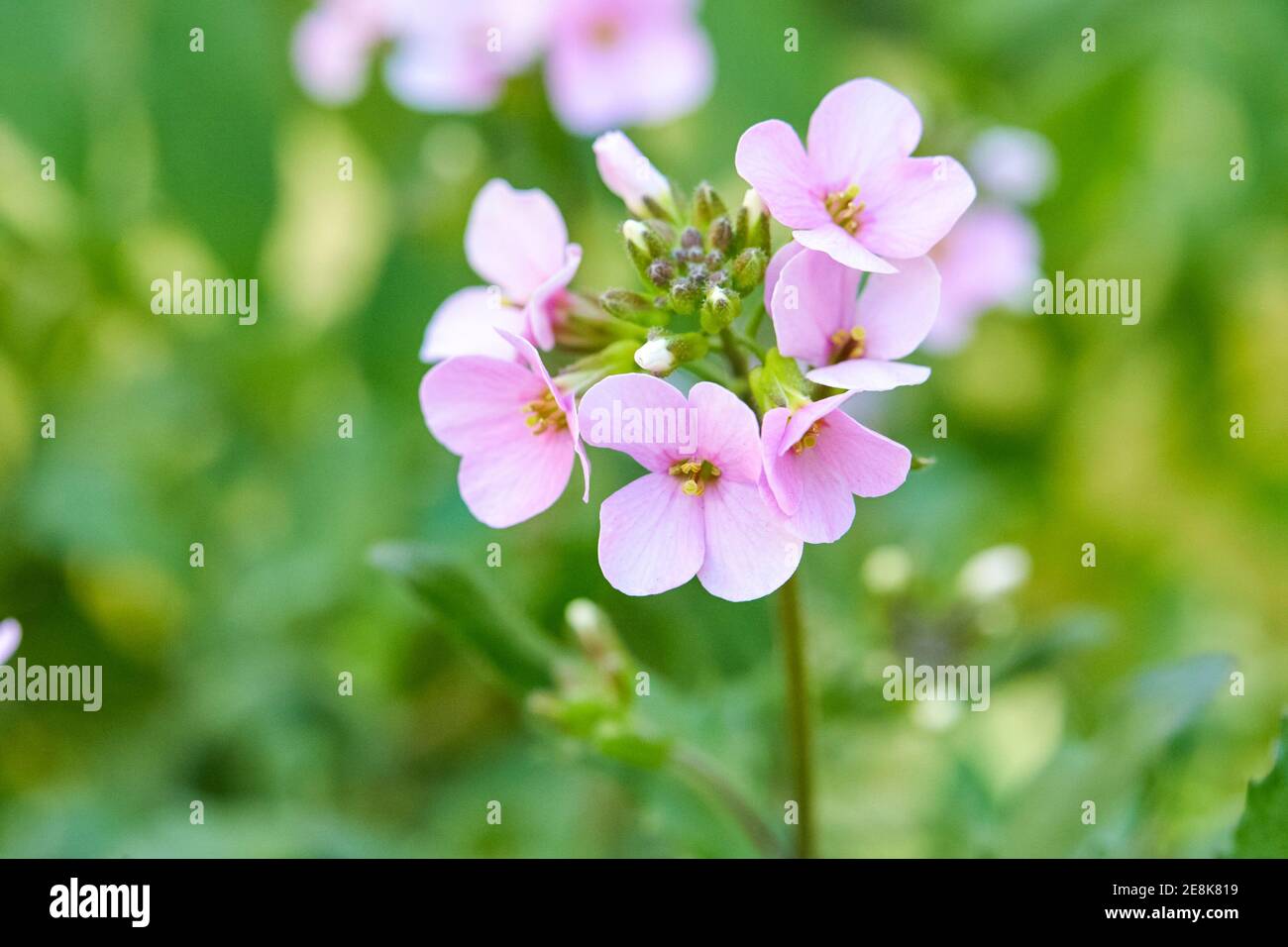 Beautiful blooming flowers spring hi-res stock photography and images ...