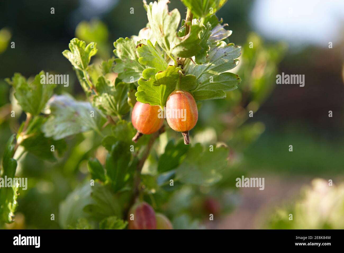 Gooseberry garden hi-res stock photography and images - Alamy