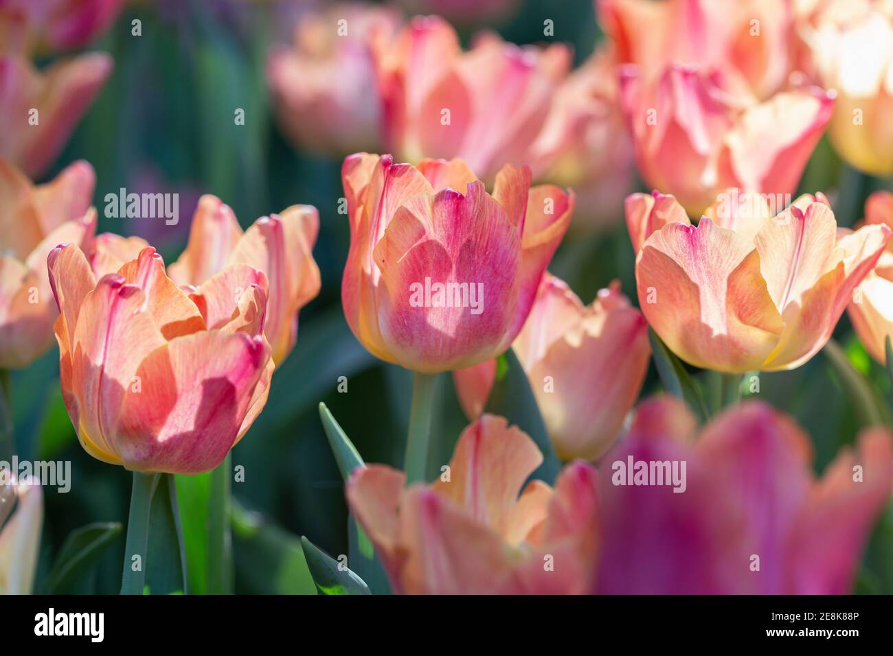 Colorful tulips on a windy spring day Stock Photo - Alamy