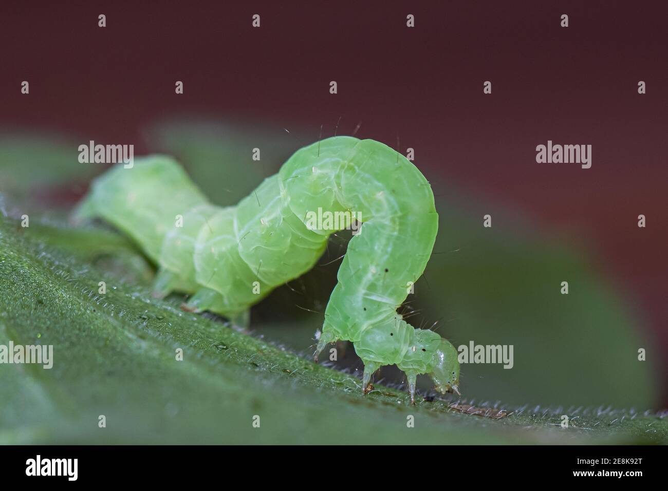Caterpillar taxonomy hi-res stock photography and images - Alamy