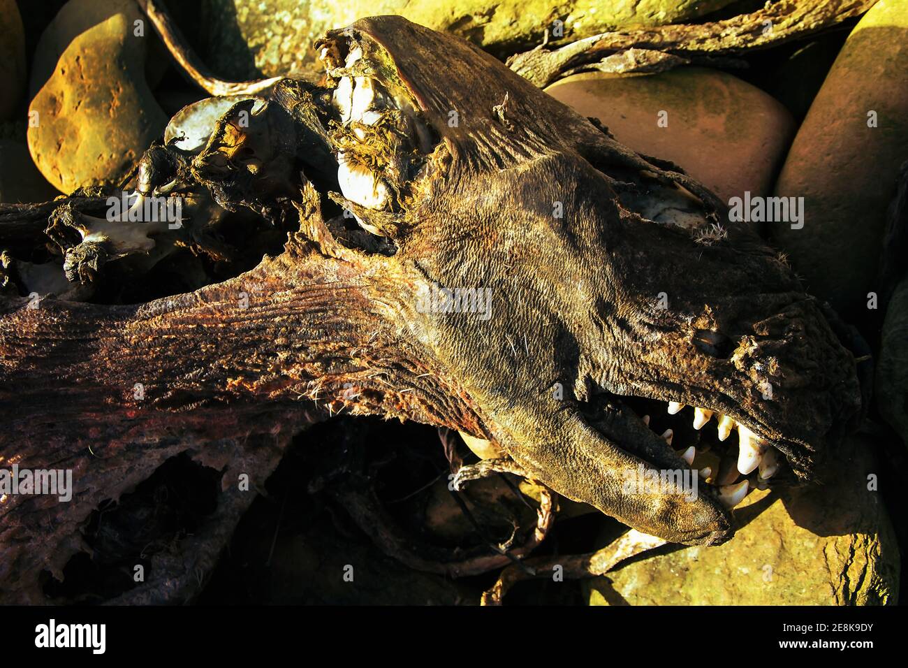 Head of dead seal laying on rocky shore amongst seaweeds lit by bright ...