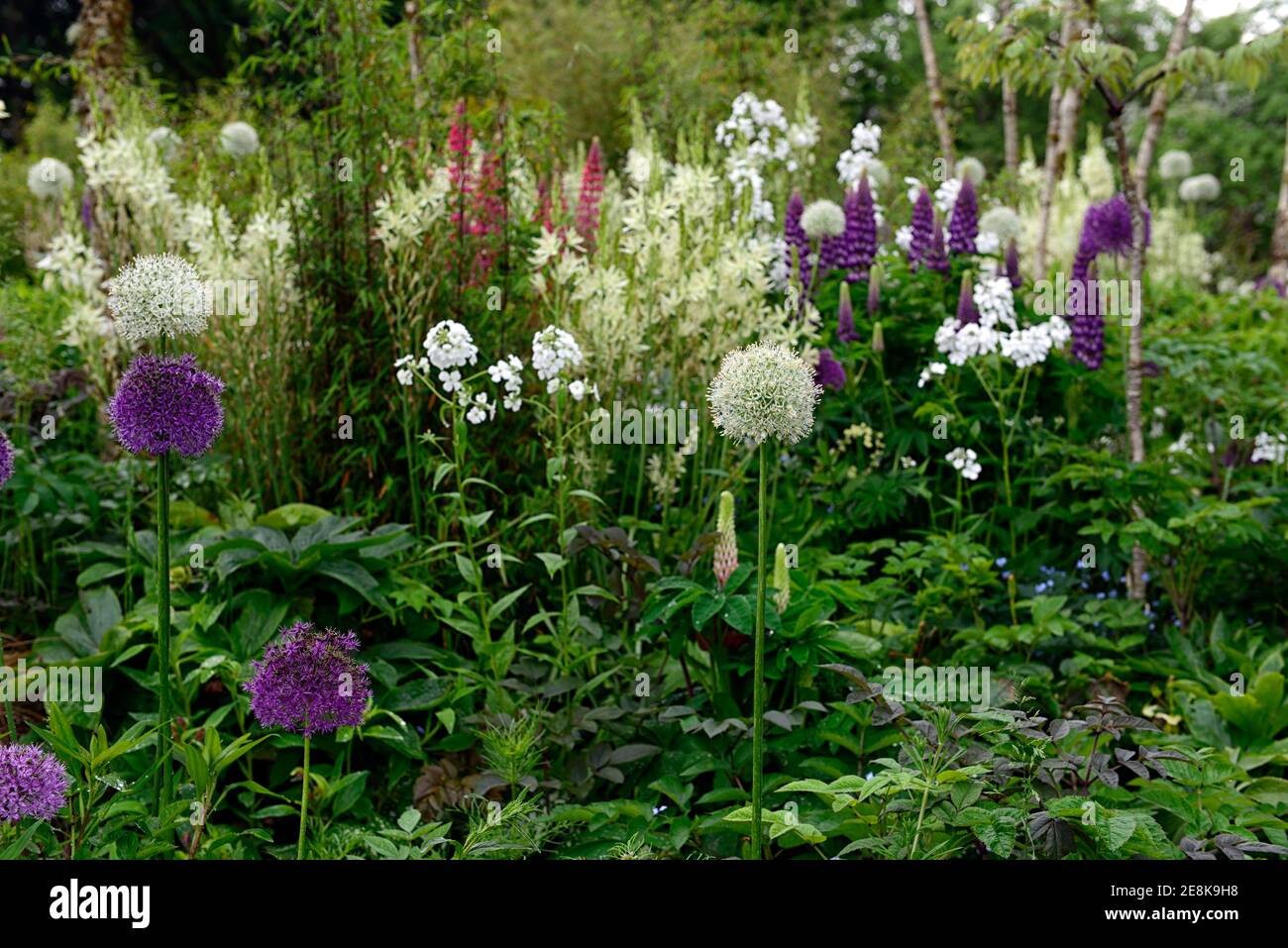 Allium mount everest,allium purple sensation,white and purple alliums ...