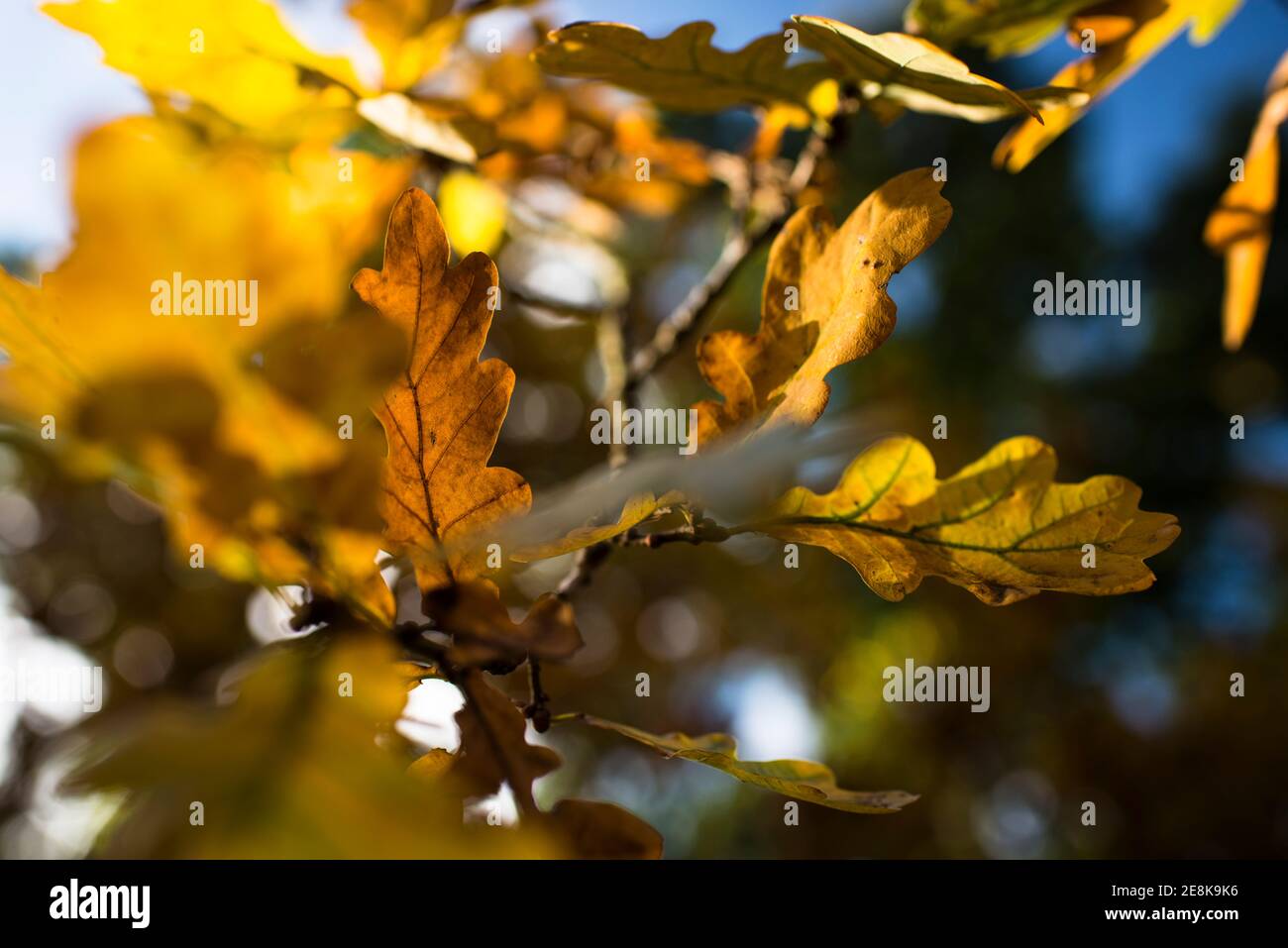 Autumn leaves on a fallen oak tree in Long Wood, Ealing, a local nature ...